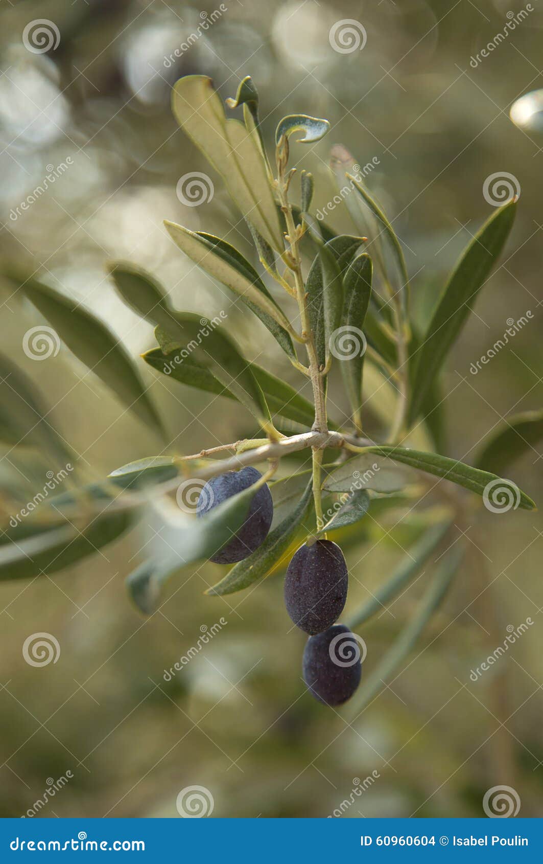 Olive in a tree stock photo. Image of grove, plant, fruits - 60960604