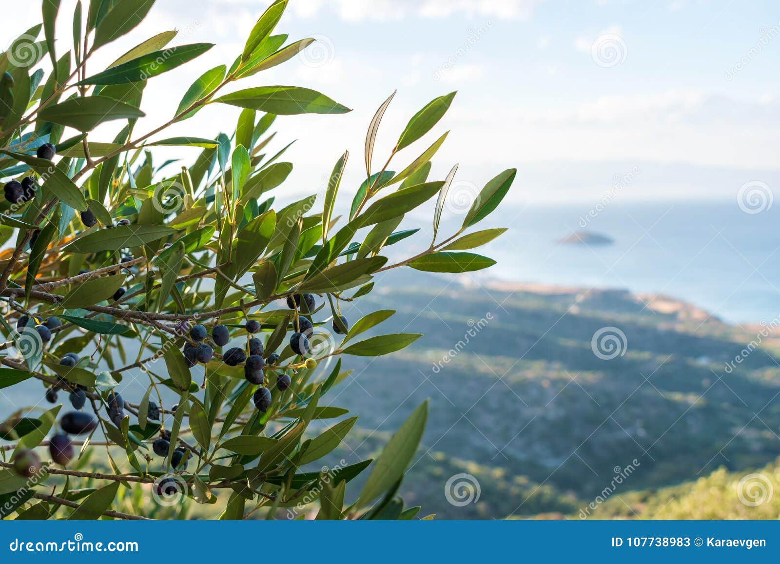 Olive Tree, Con Las Aceitunas En Las Ramas Imagen de archivo - Imagen ...
