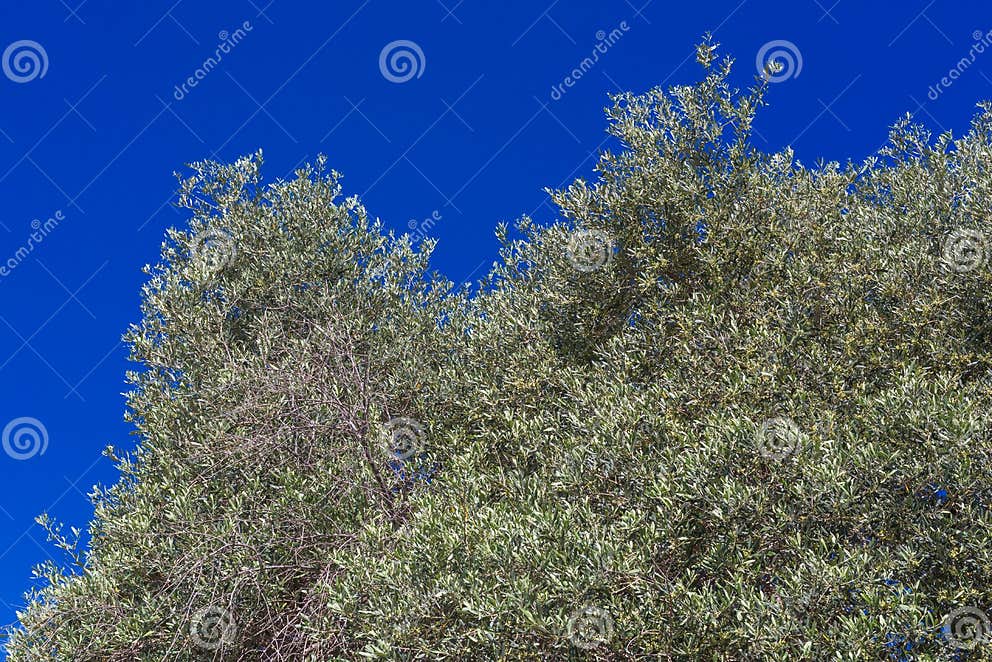 Olive tree crown stock photo. Image of country, clear - 60023910