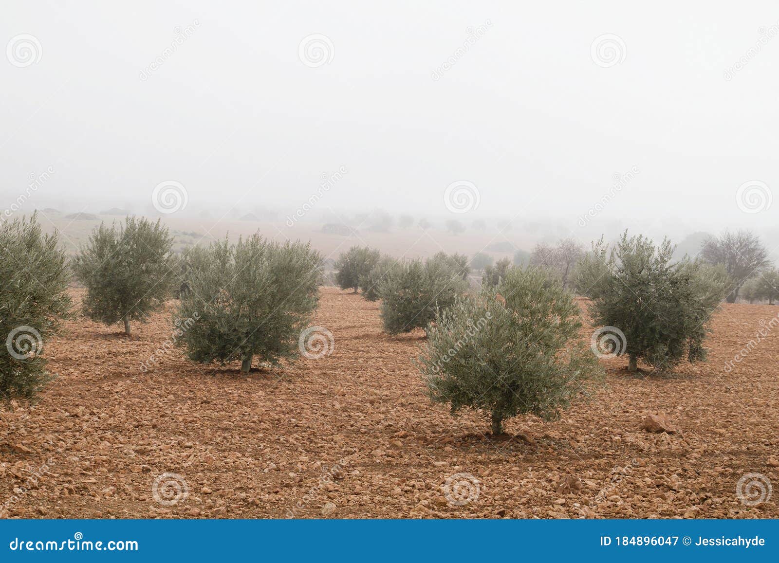 Olive Tree Cultivars Landscape in a Misty Winter Day Stock Image ...