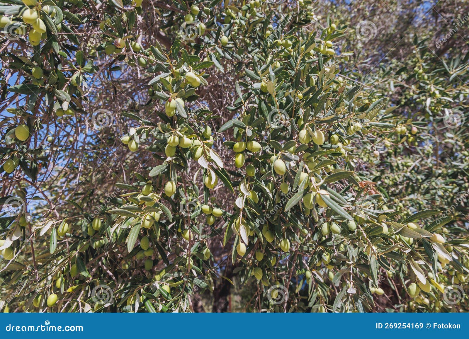 Olive tree in Cyprus stock image. Image of branch, farm - 269254169