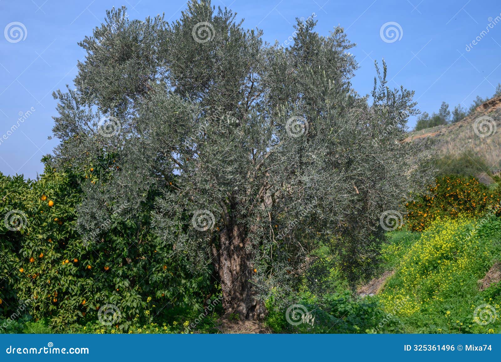 Olive Tree in Cyprus in Winter 1 Stock Photo - Image of cliff, aged ...