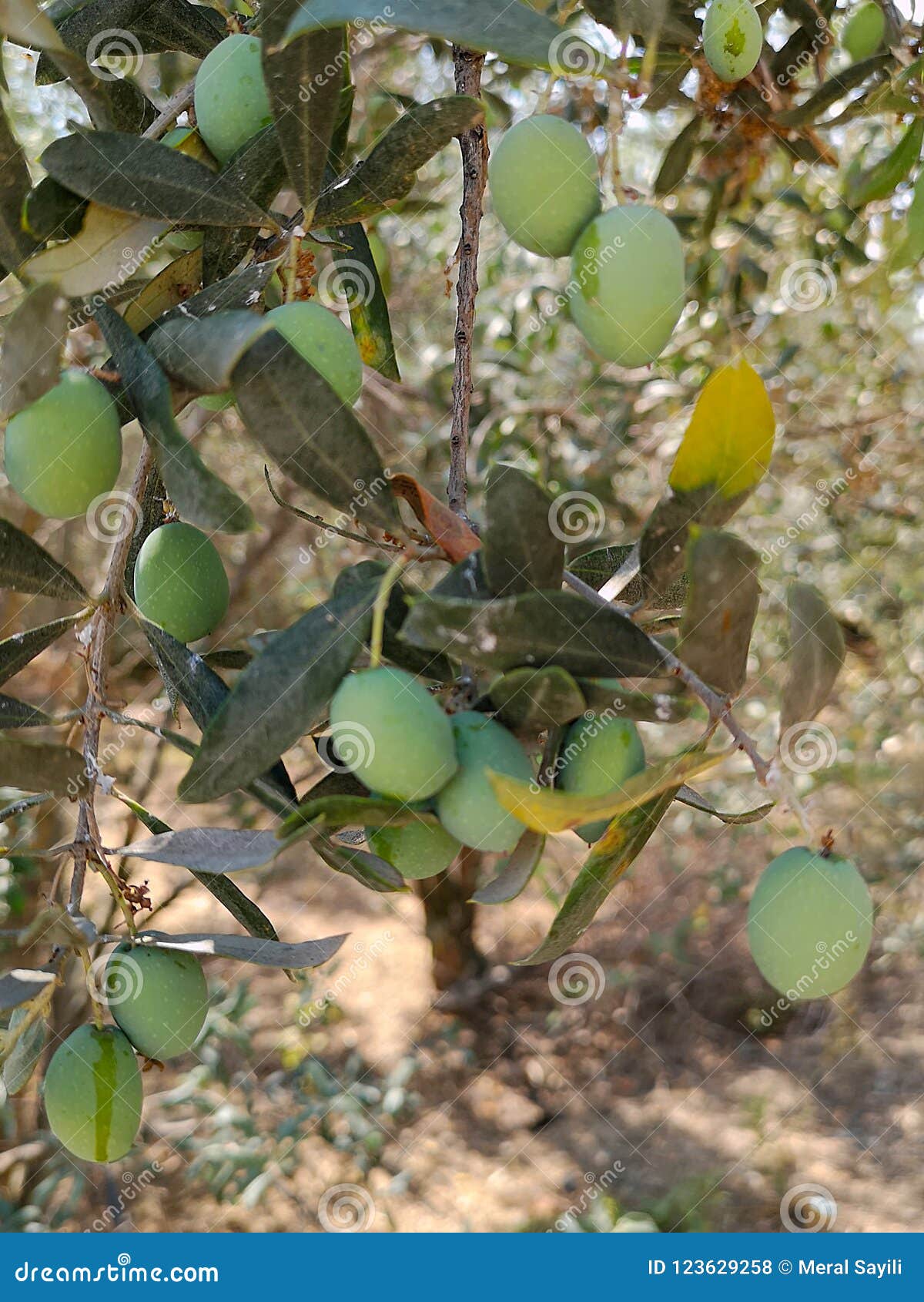 Olive tree, olive in dal stock photo. Image of leaves - 123629258