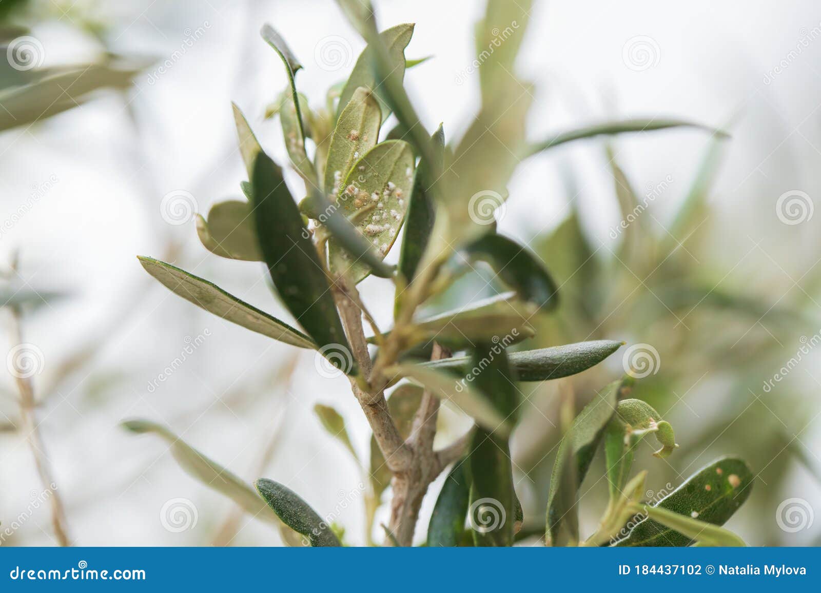 Olive Tree Damaged Leaves with Insect Stock Photo - Image of green ...