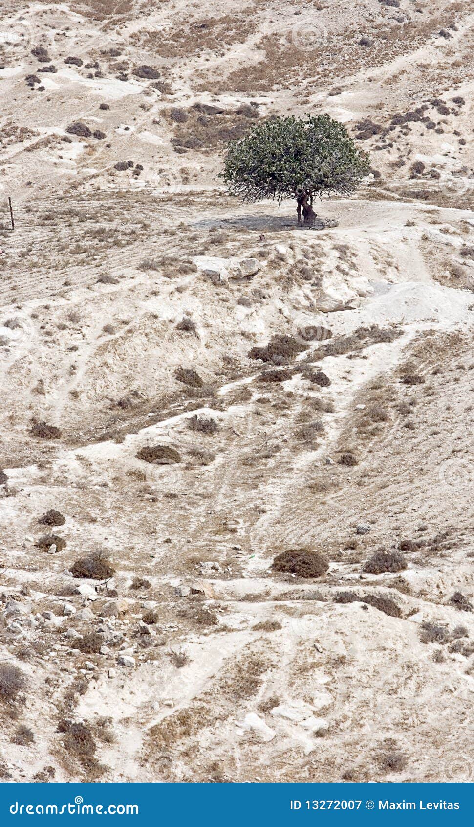 Olive tree in desert stock image. Image of university - 13272007