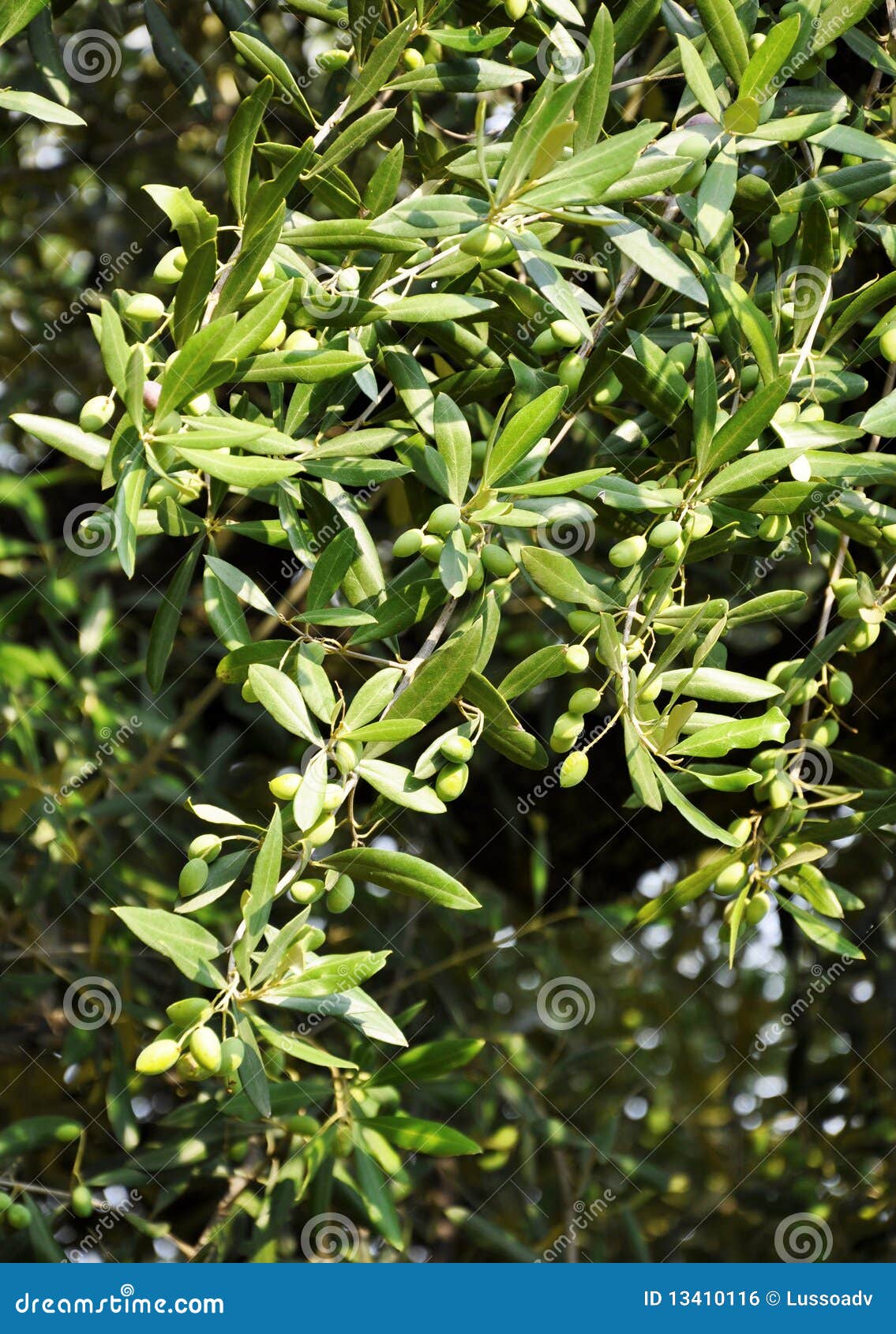 Olive tree detail stock photo. Image of fruit, branch - 13410116