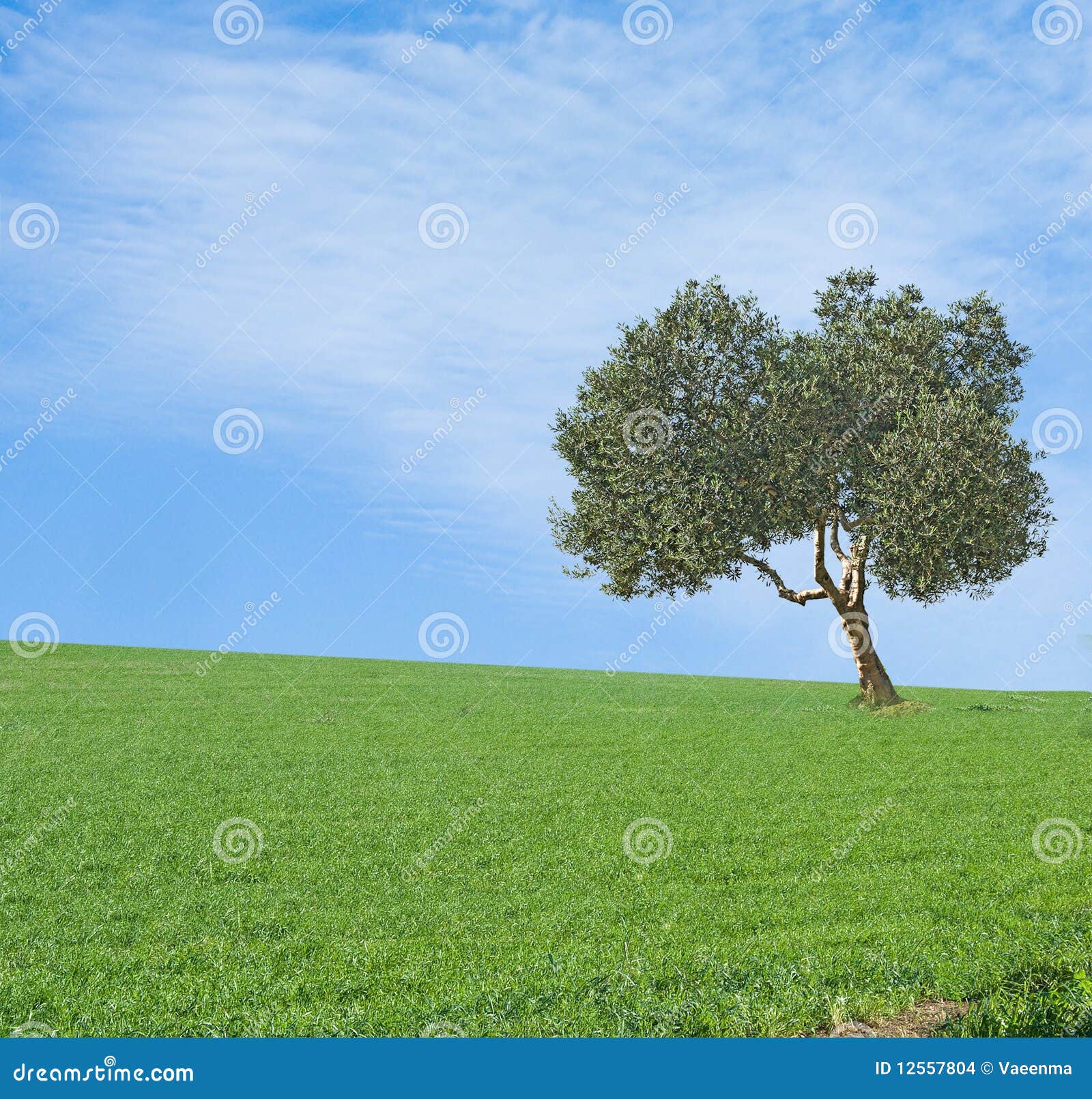 Olive tree in field stock photo. Image of wheat, olive - 12557804