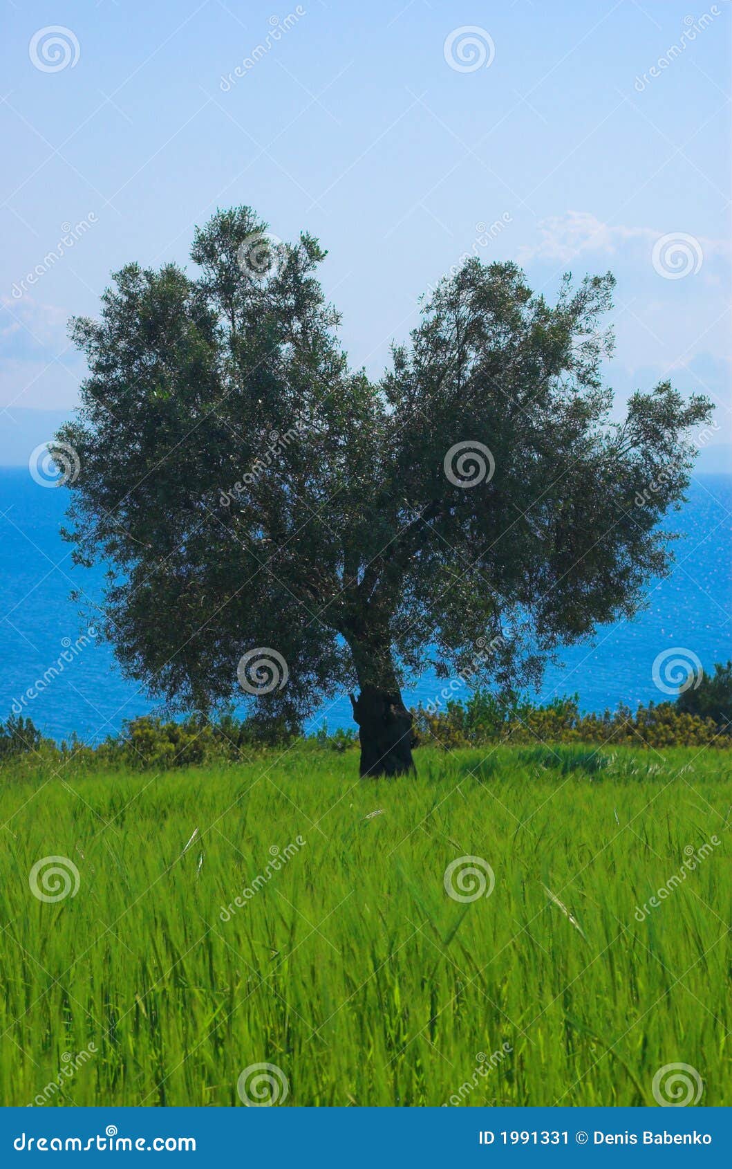 Olive tree in the field stock image. Image of leaf, hill - 1991331