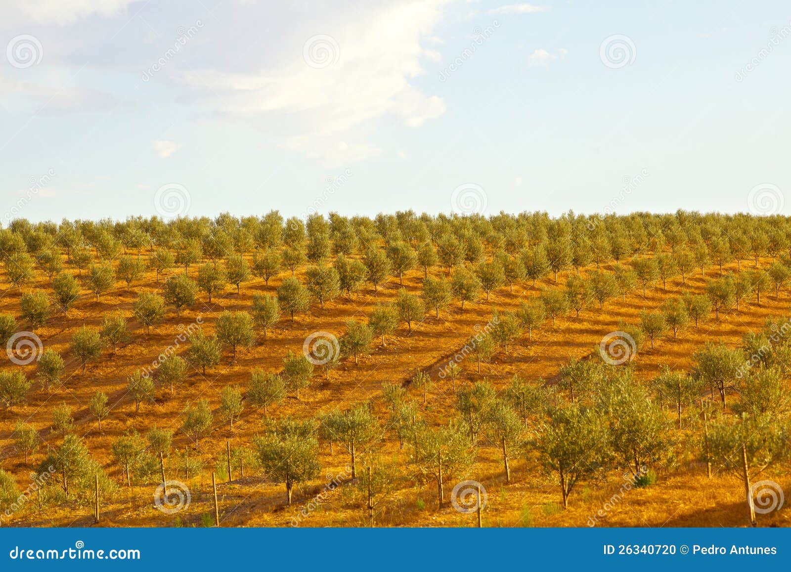 Olive tree field stock photo. Image of mediterranean - 26340720