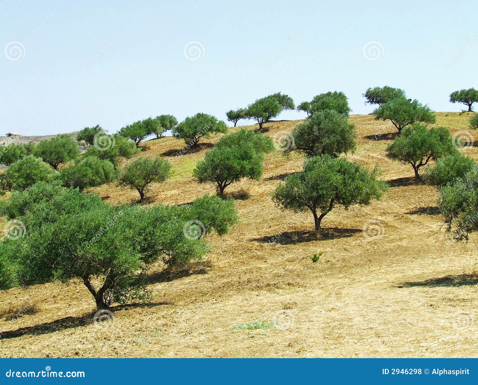 Olive tree field stock photo. Image of landscape, grow - 2946298