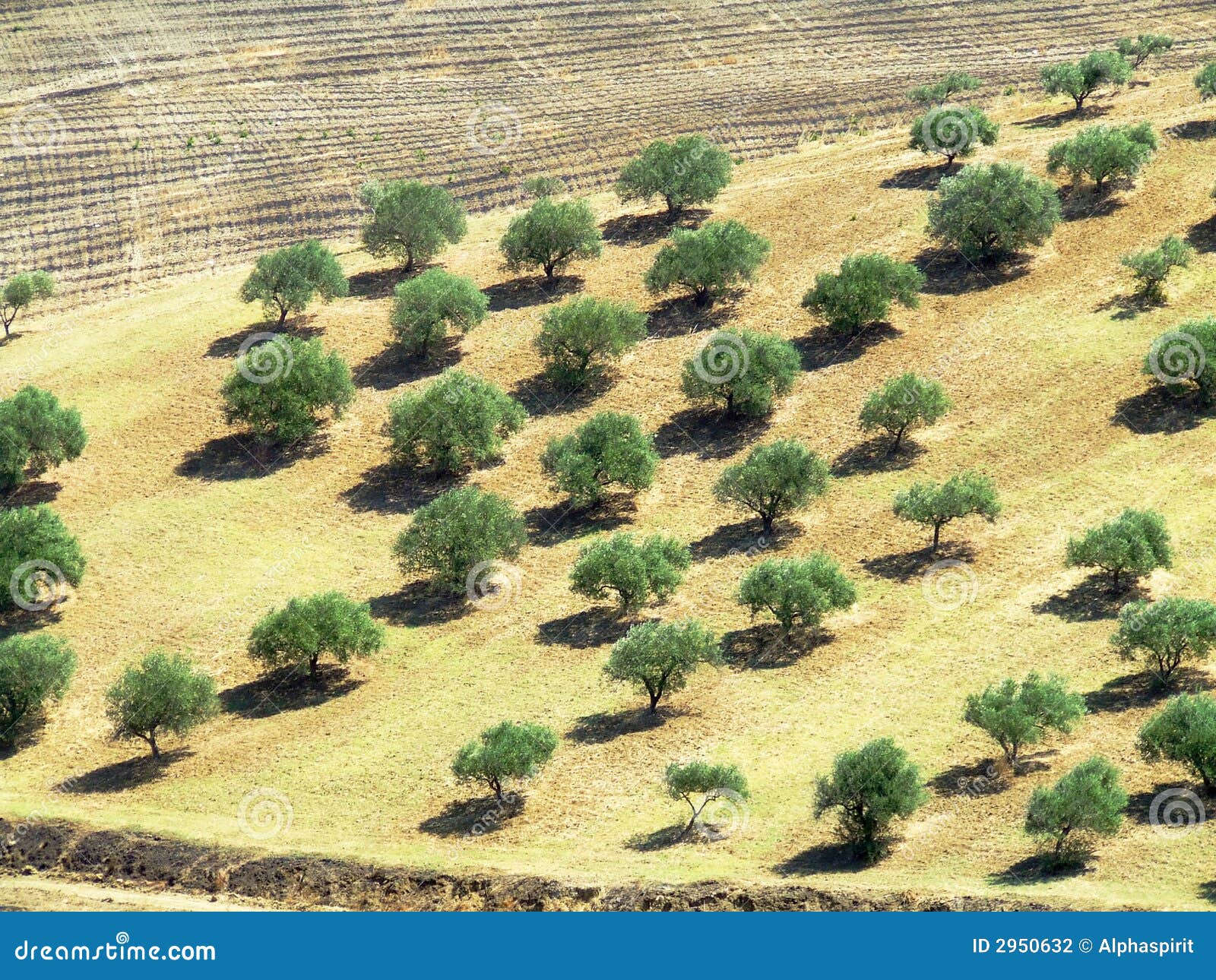 Olive tree field stock photo. Image of grow, husbandry - 2950632