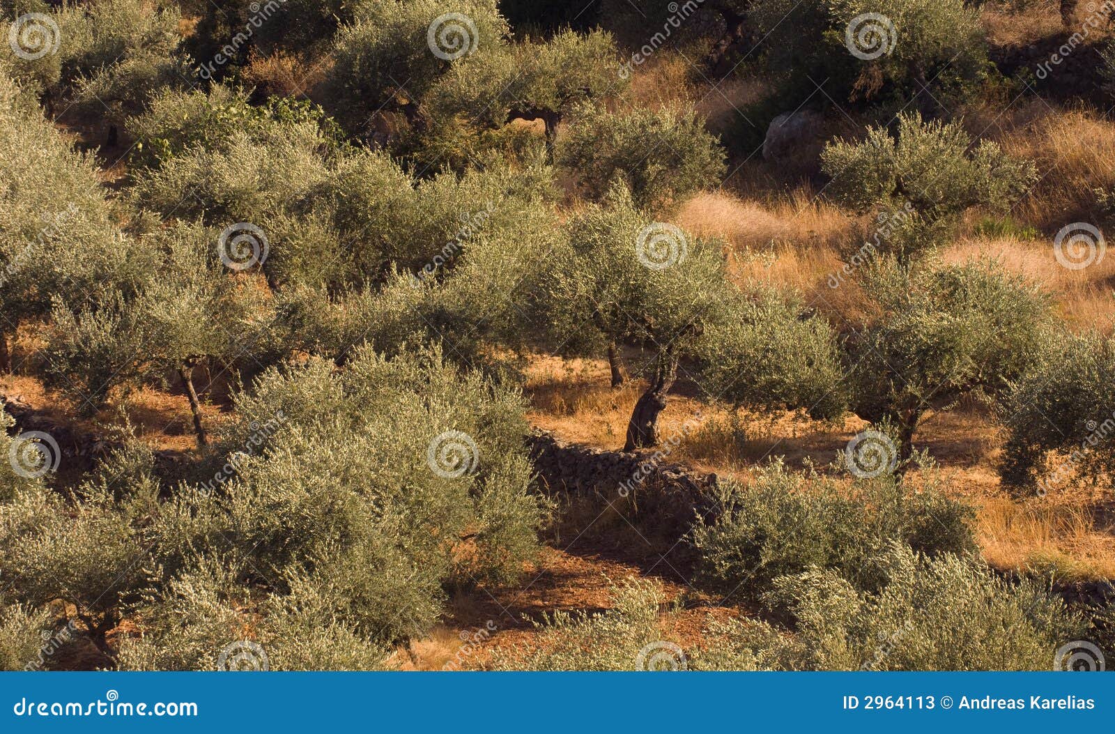 Olive tree field stock image. Image of mani, rough, leaves - 2964113