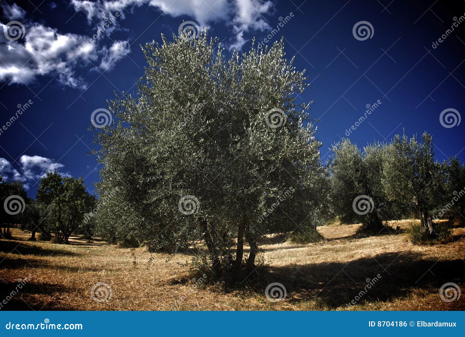 Olive tree field stock photo. Image of grass, olive, food - 8704186