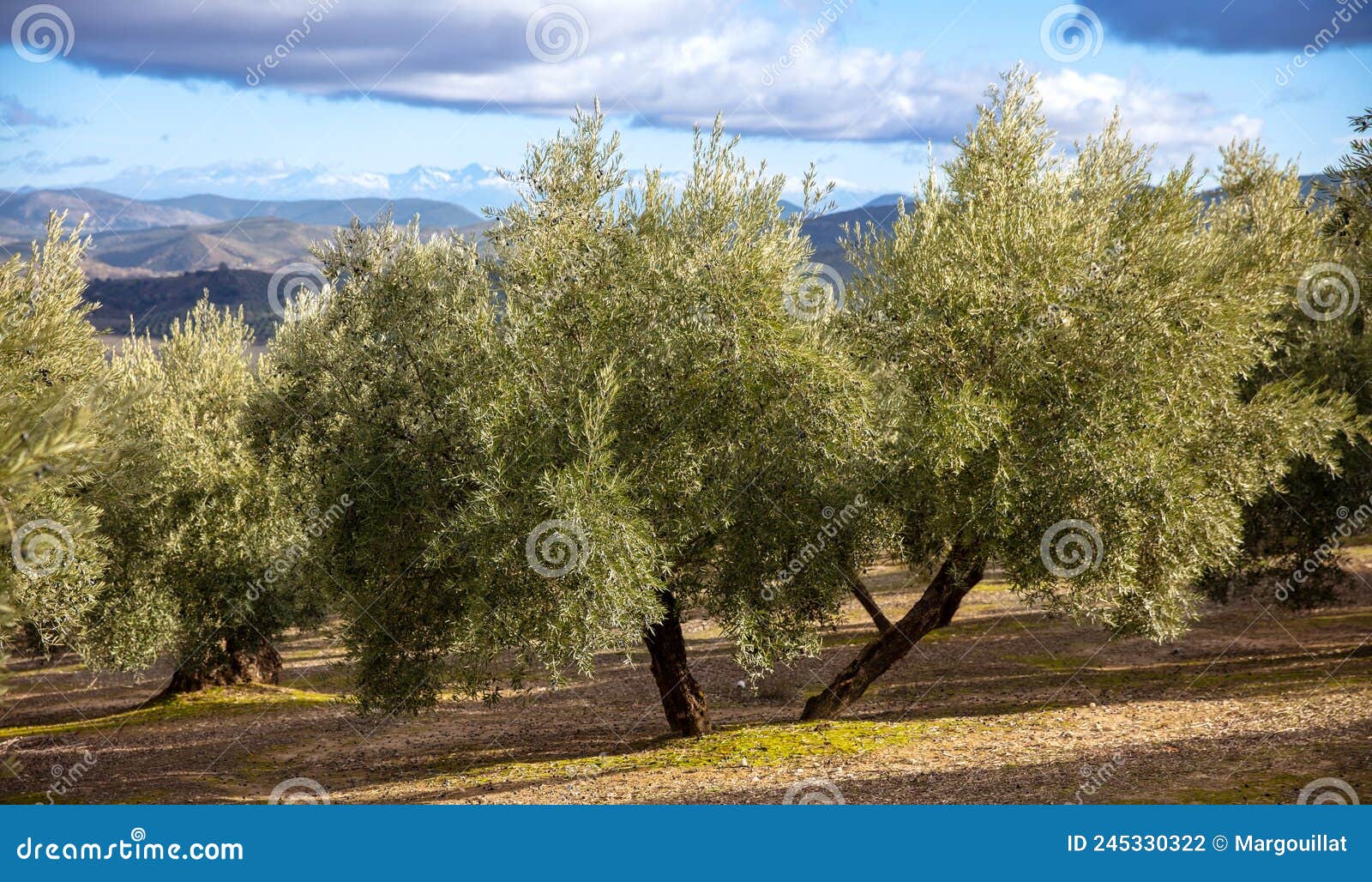 Olive Tree Field Agriculture Stock Photo - Image of tree, cloud: 245330322