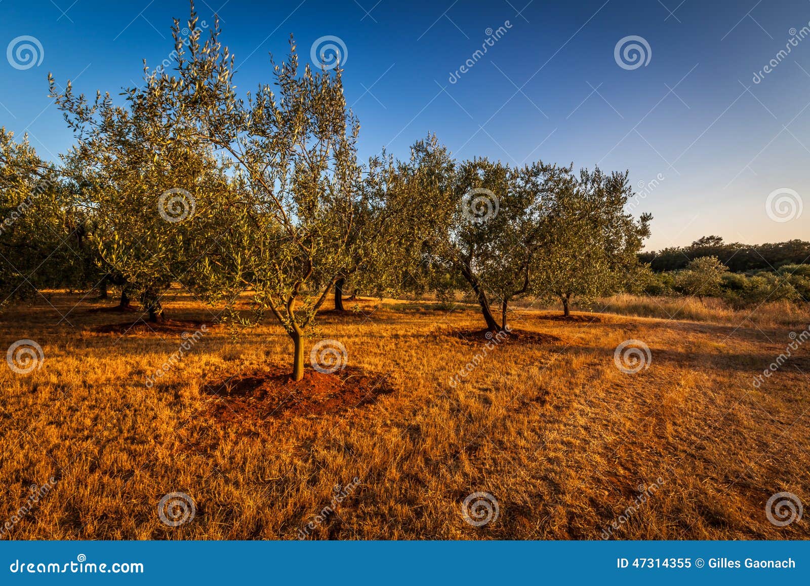 Olive tree field stock image. Image of field, mediteranean - 47314355