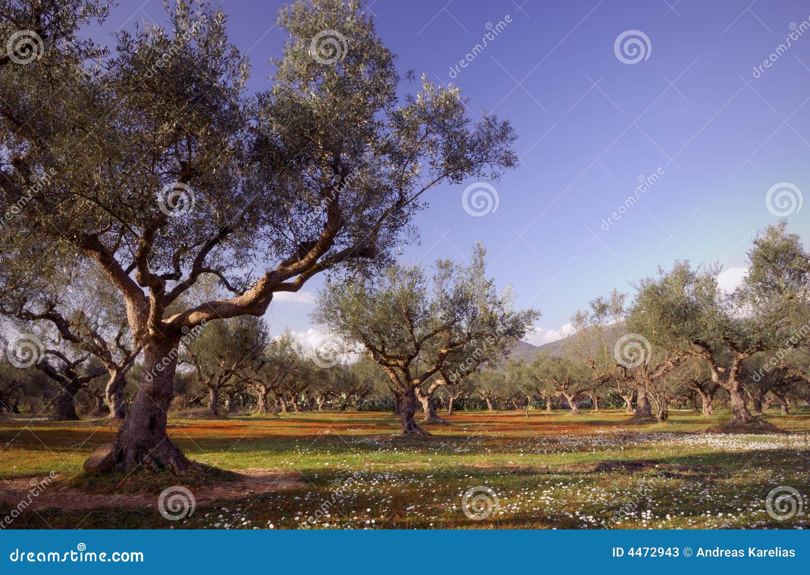 Olive Tree Field in Kalamata, Greece Stock Image - Image of harvest ...