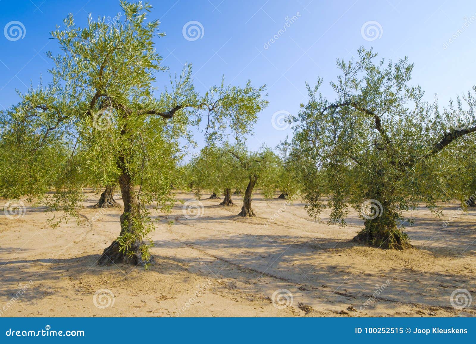 Olive tree field stock image. Image of countryside, summer - 100252515