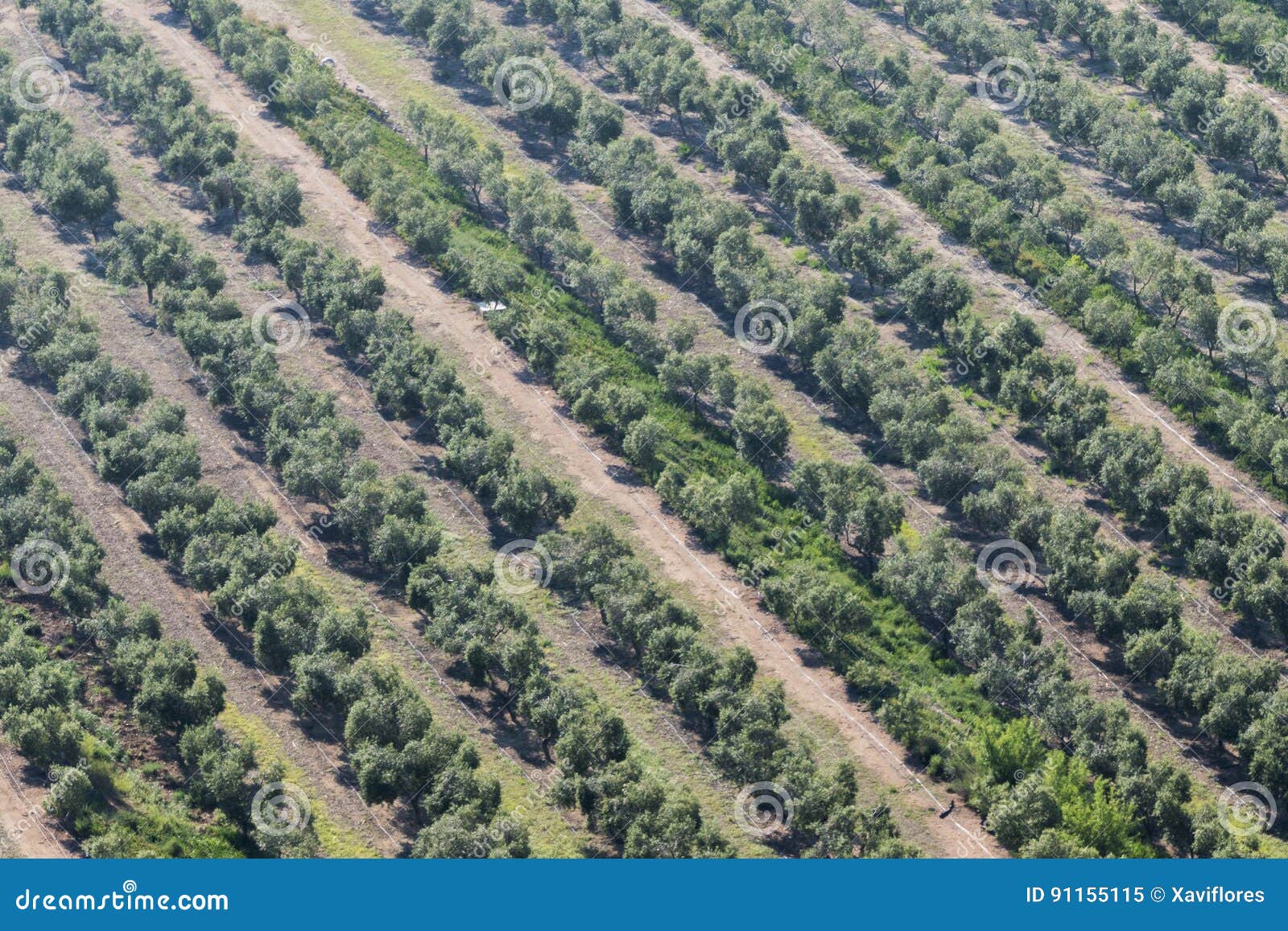 Olive Tree Field in Tarragona, Catalonia, Spain Stock Image - Image of ...