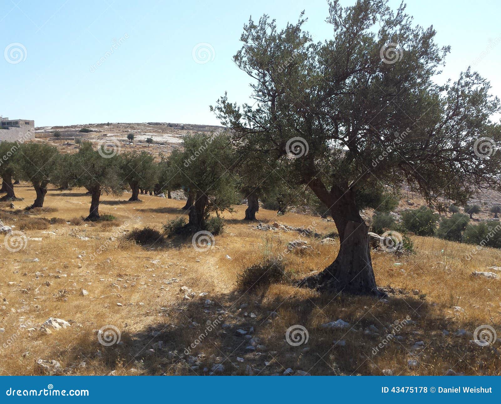Olive tree field stock photo. Image of mediterranean - 43475178