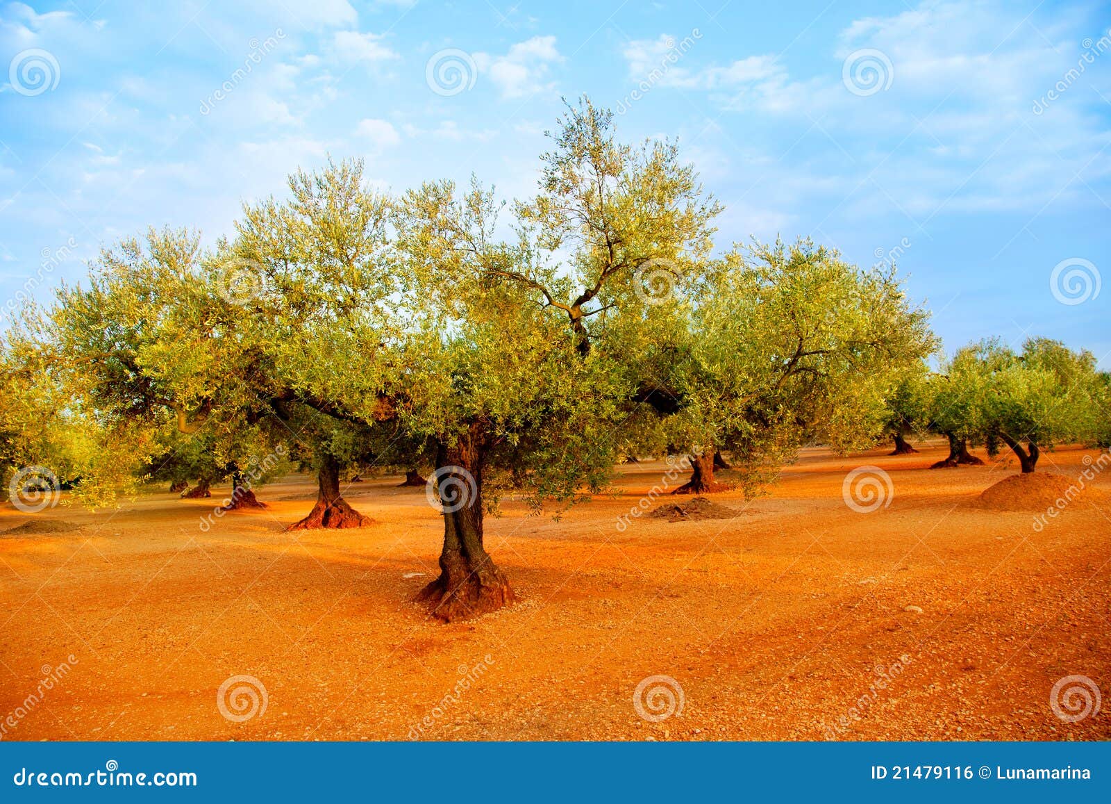 Olive Tree Fields in Red Soil in Spain Stock Photo - Image of green ...