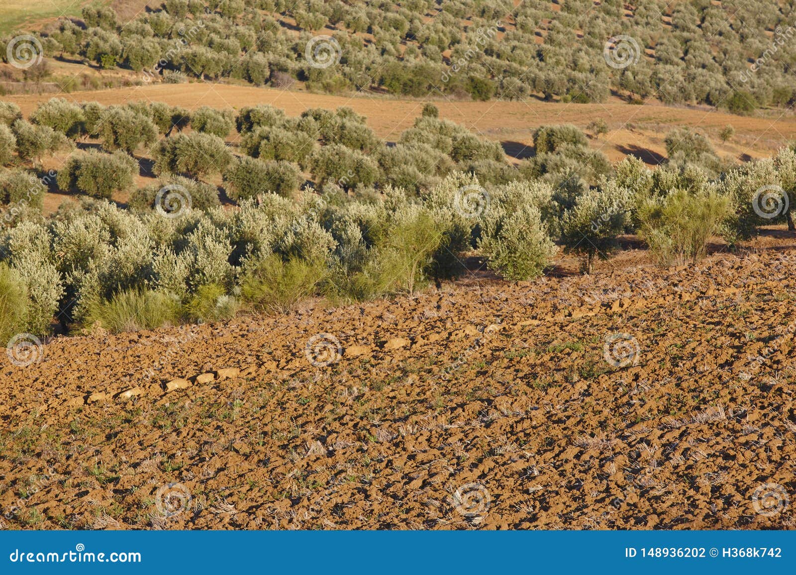Olive Tree Fields in Toledo. Spanish Agricultural Harvest Landscape ...