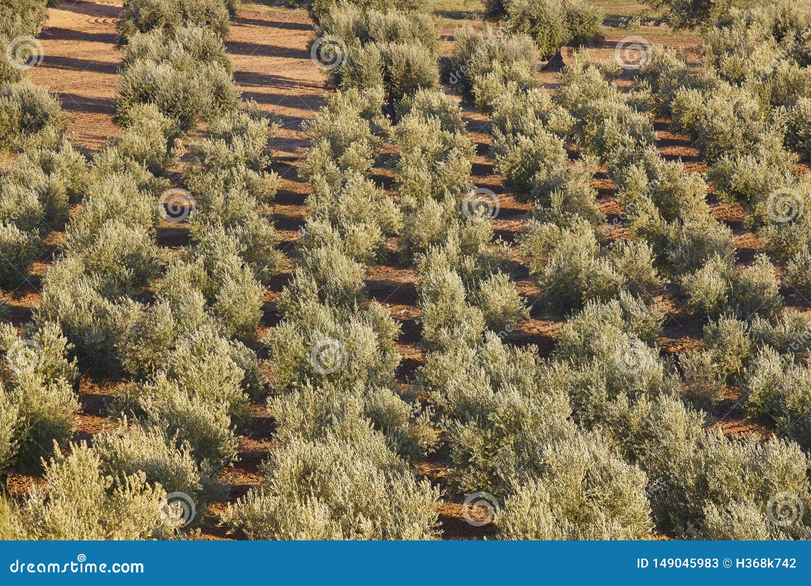 Olive Tree Fields in Toledo. Spanish Agricultural Harvest Landscape ...