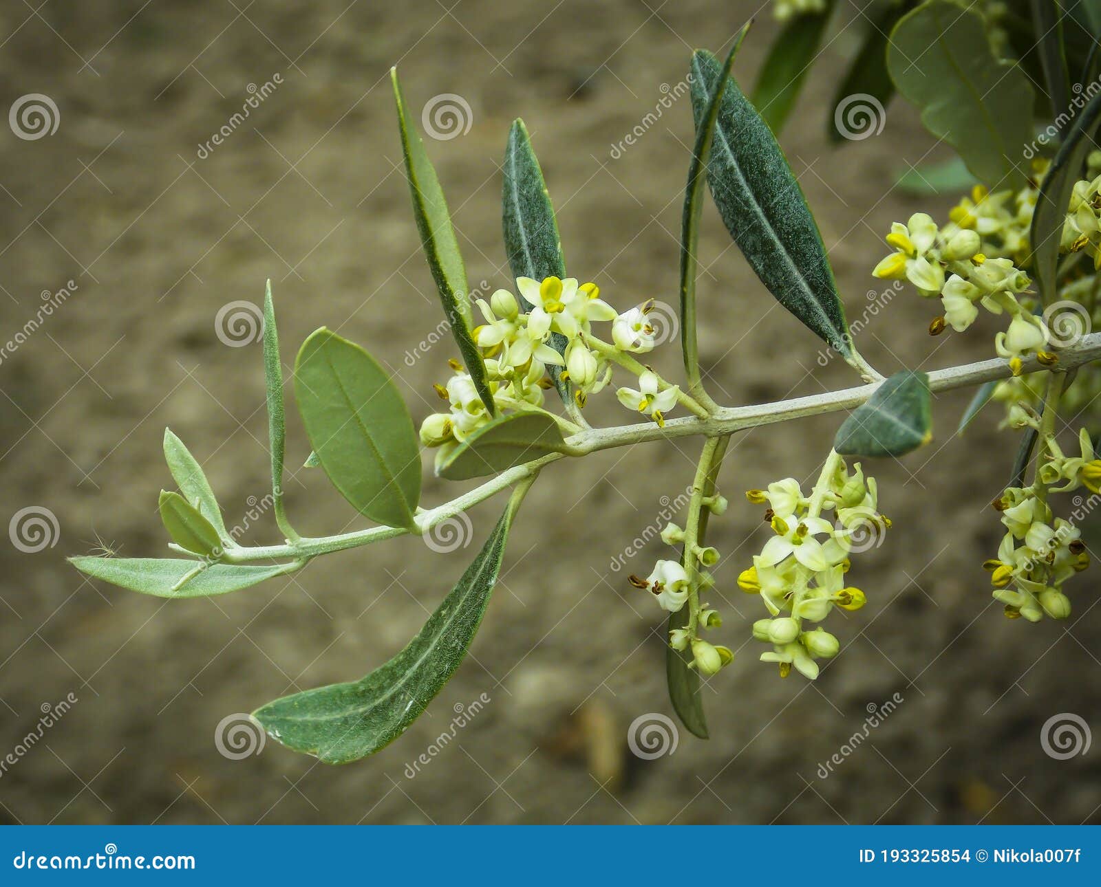 Olive Tree Flower Closeup Bloom Stock Photo - Image of agriculture ...