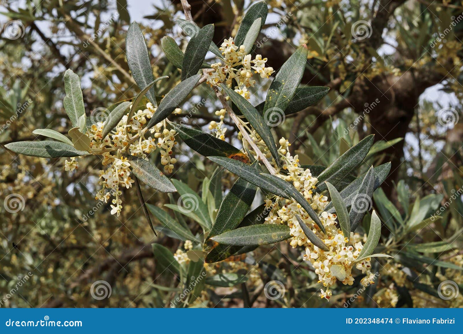 Olive tree flowering stock photo. Image of feathery - 202348474
