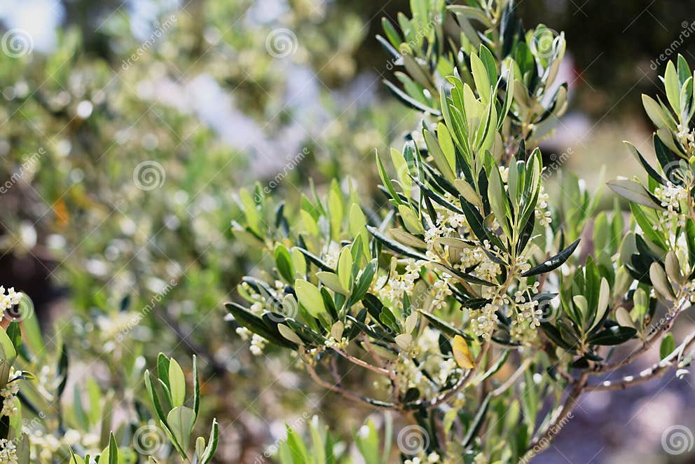 Olive Tree Flowering in Spring Time Stock Photo - Image of focus ...