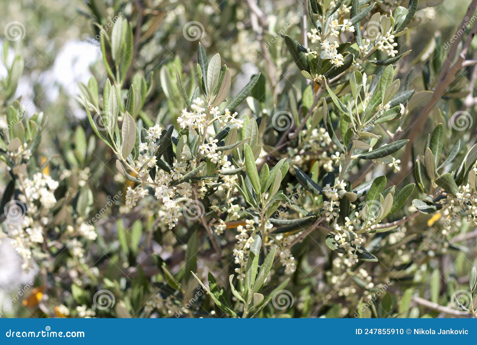 Olive Tree Flowering in Spring Time Stock Photo - Image of focus ...