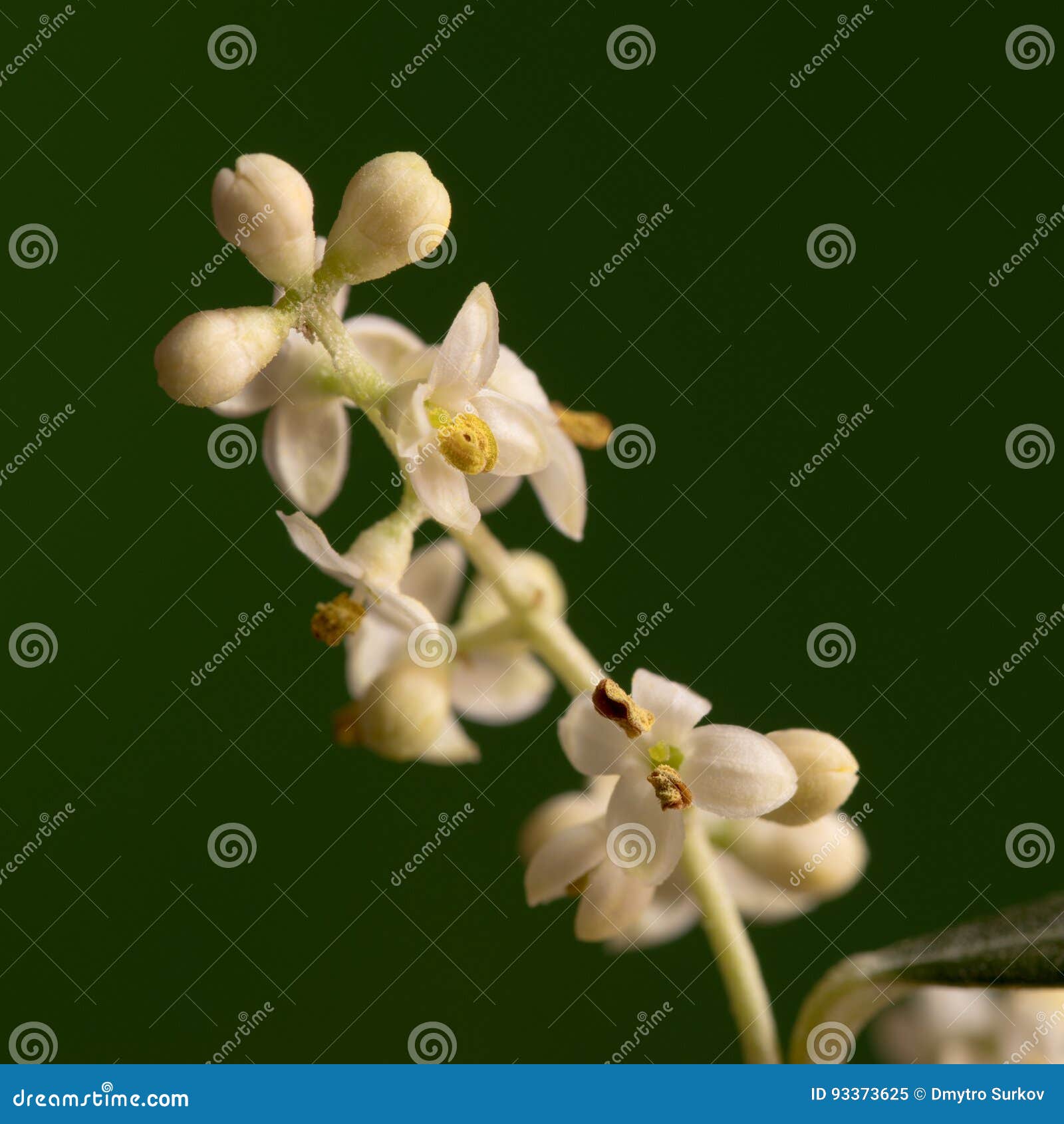 Olive tree flowers stock image. Image of close, generate - 93373625
