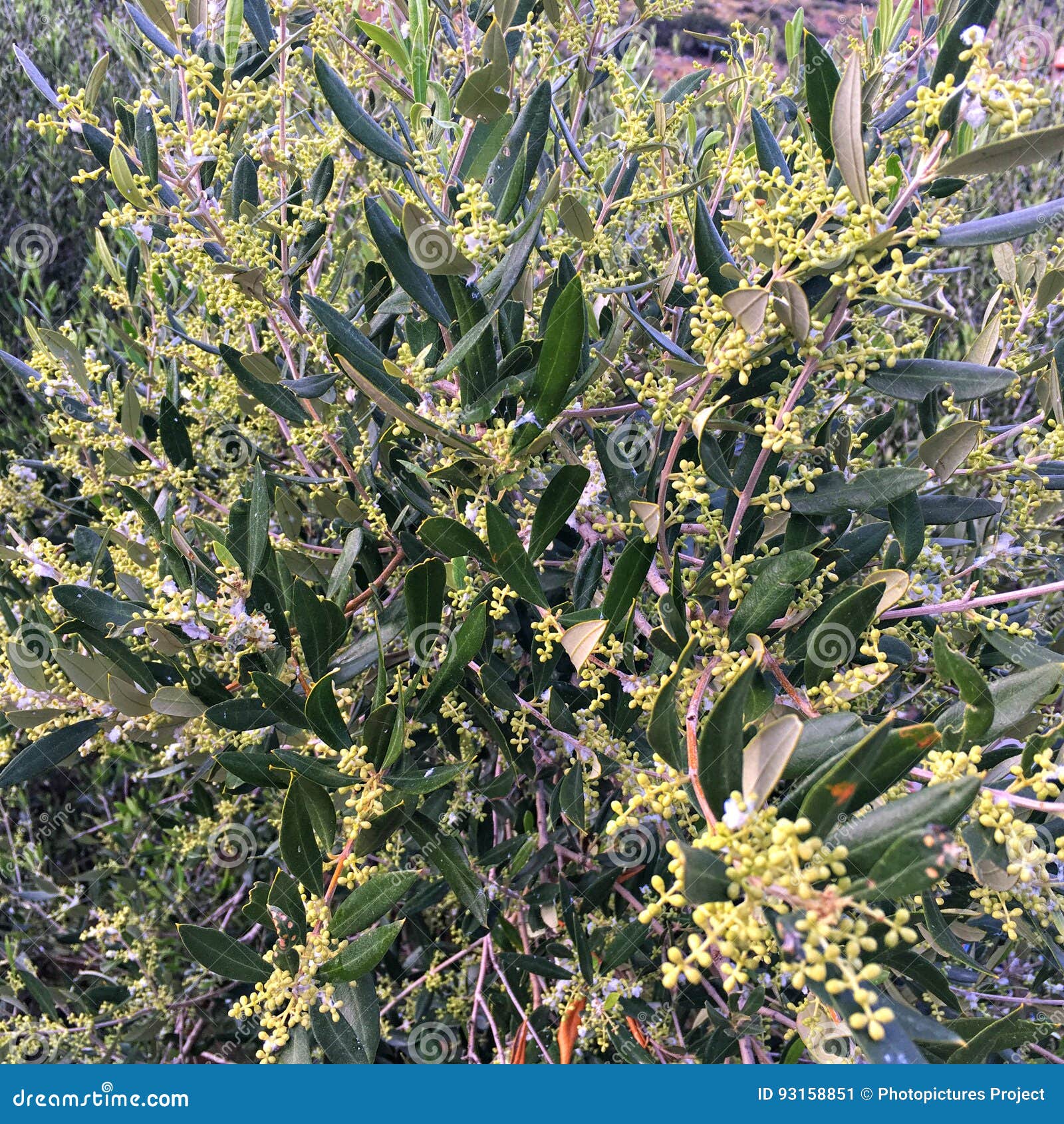 Olive tree with flowers stock image. Image of healthy - 93158851
