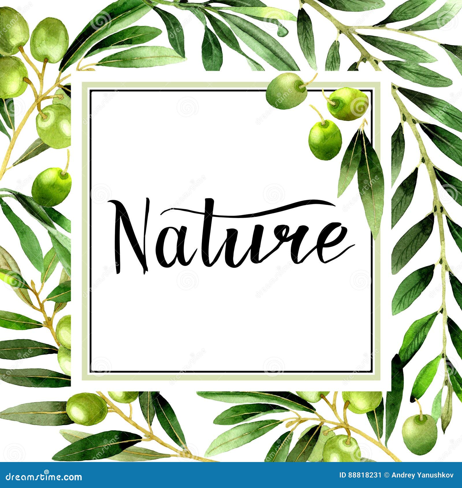 Olive Tree Frame in a Watercolor Style Isolated. Stock Illustration ...