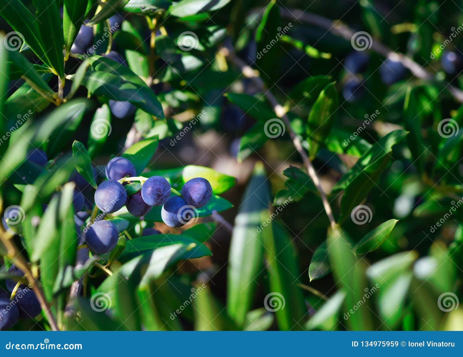 Olive Tree with Fresh Fruits in the Field Stock Image - Image of ...