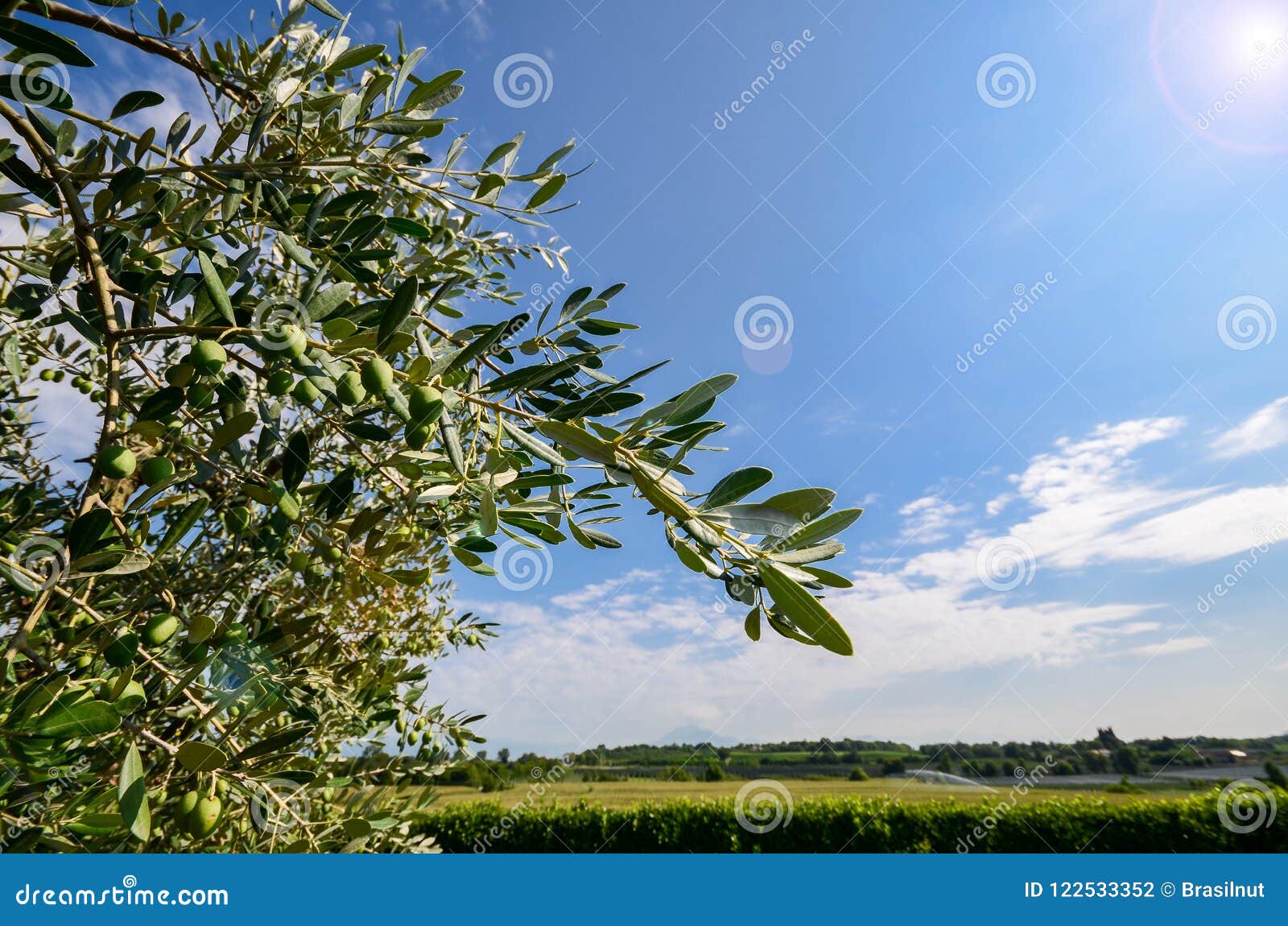 Olive Tree with Fresh Olives with Copy Space Vineyard Background Stock ...