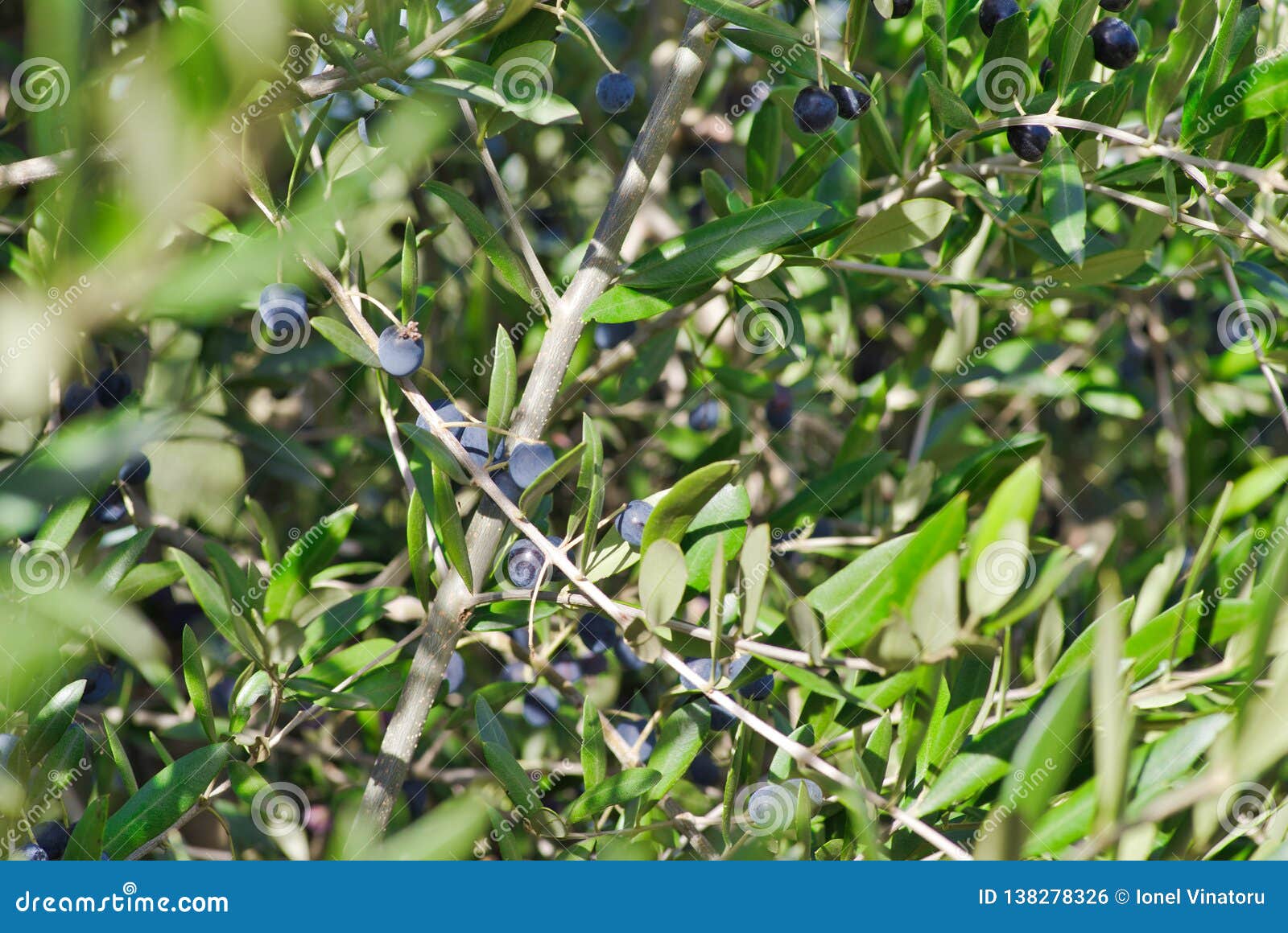 Olive Tree with Fresh Ripe Fruits Stock Photo - Image of isolated ...