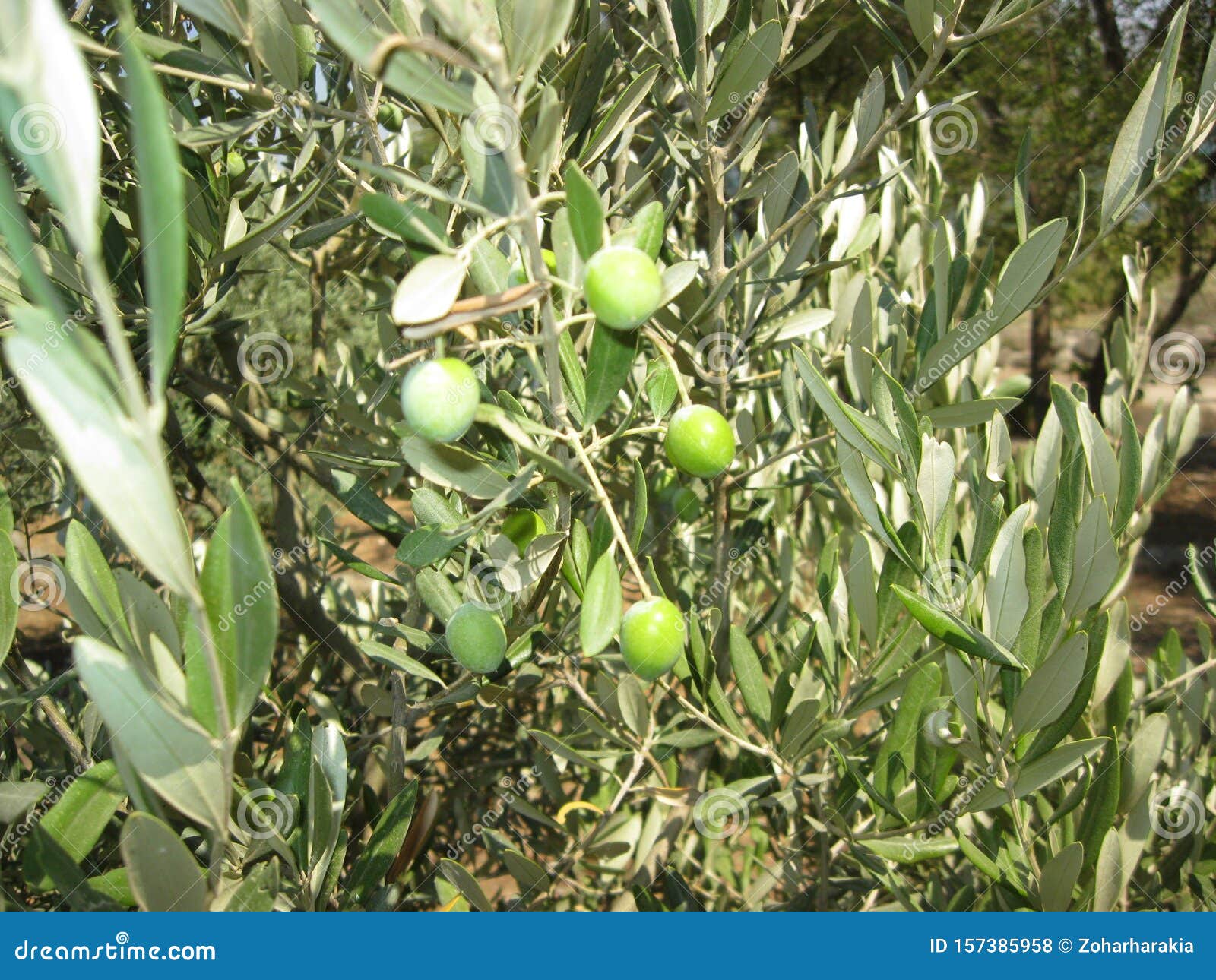 Olive tree with fruit stock photo. Image of evergreen - 157385958