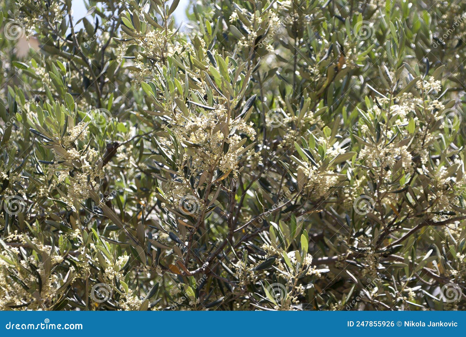 Olive Tree Flowering in Spring Time Stock Photo - Image of blossom ...