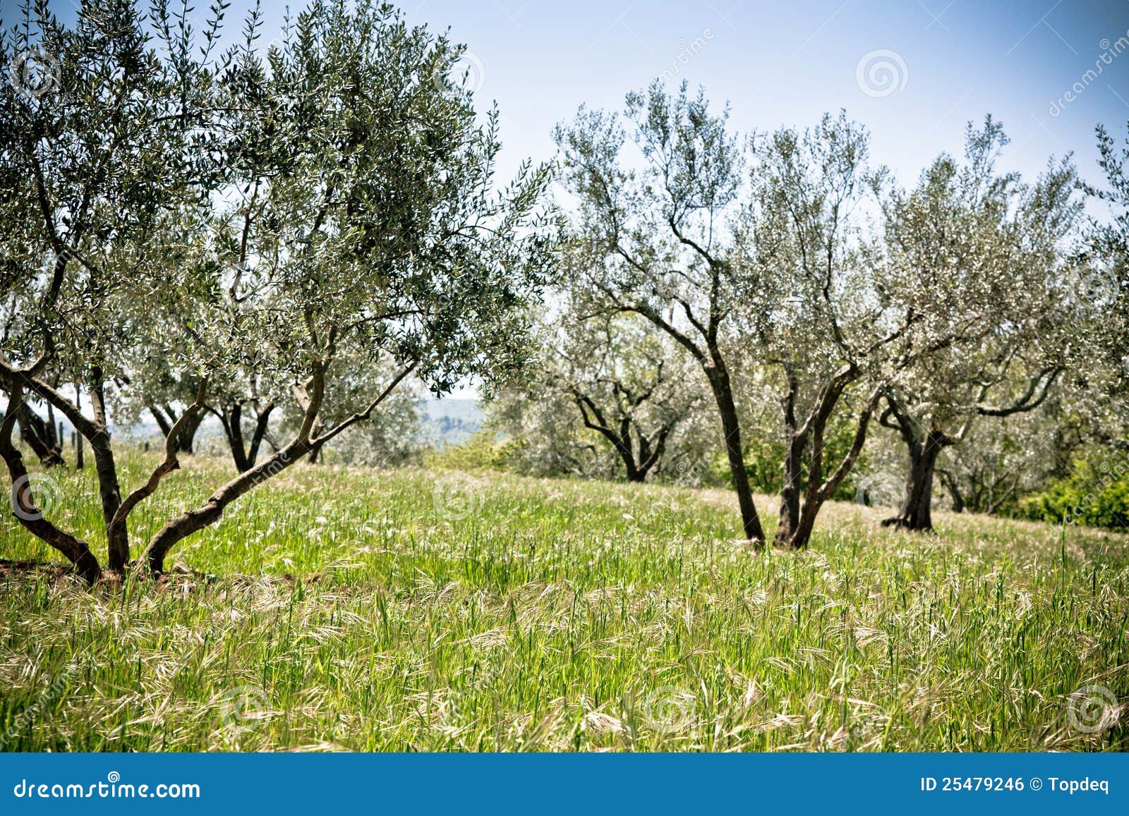 Olive tree garden stock photo. Image of olive, landscape - 25479246