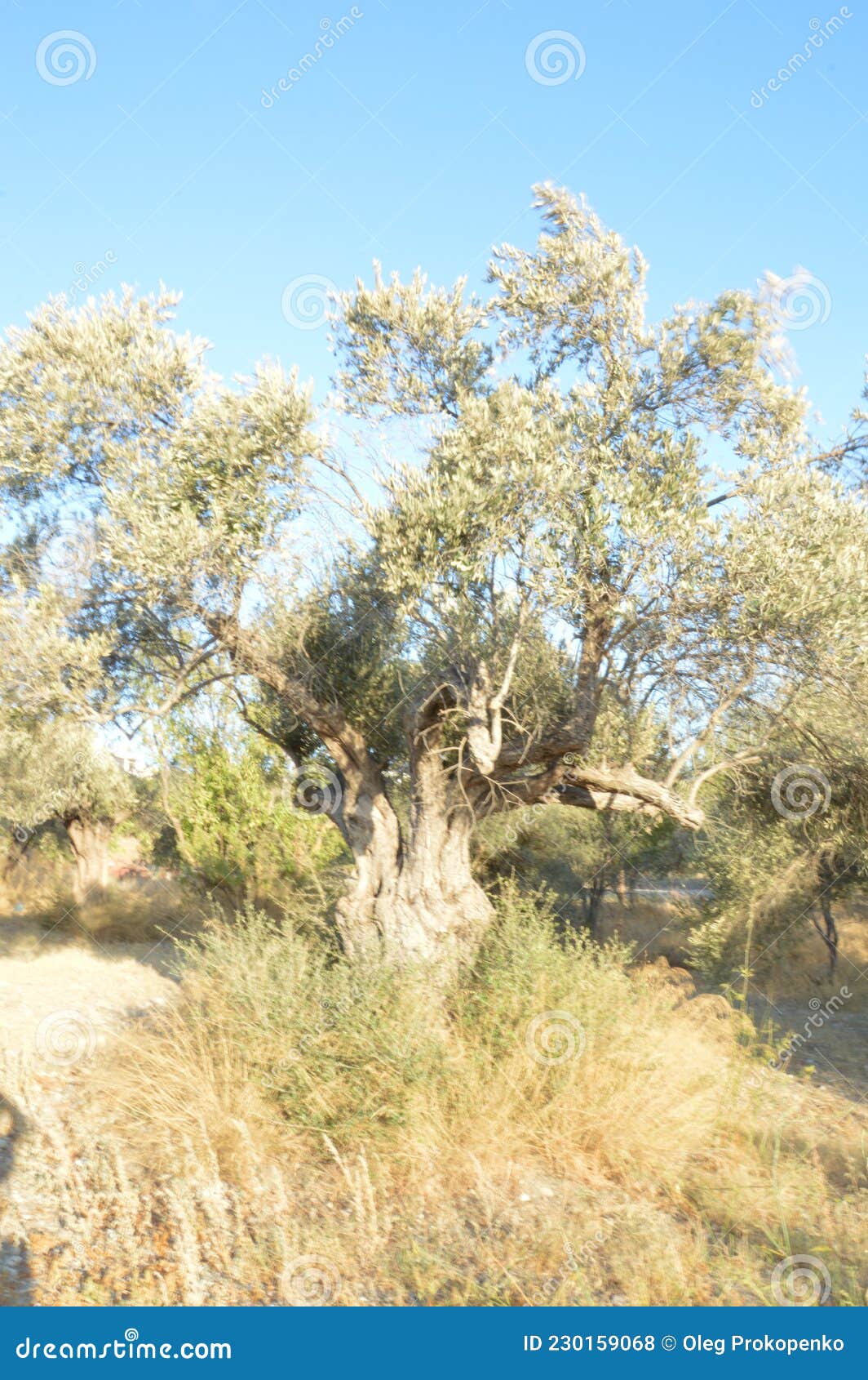 Olive Tree Garden on Rhodes Island in Greece Stock Photo - Image of ...