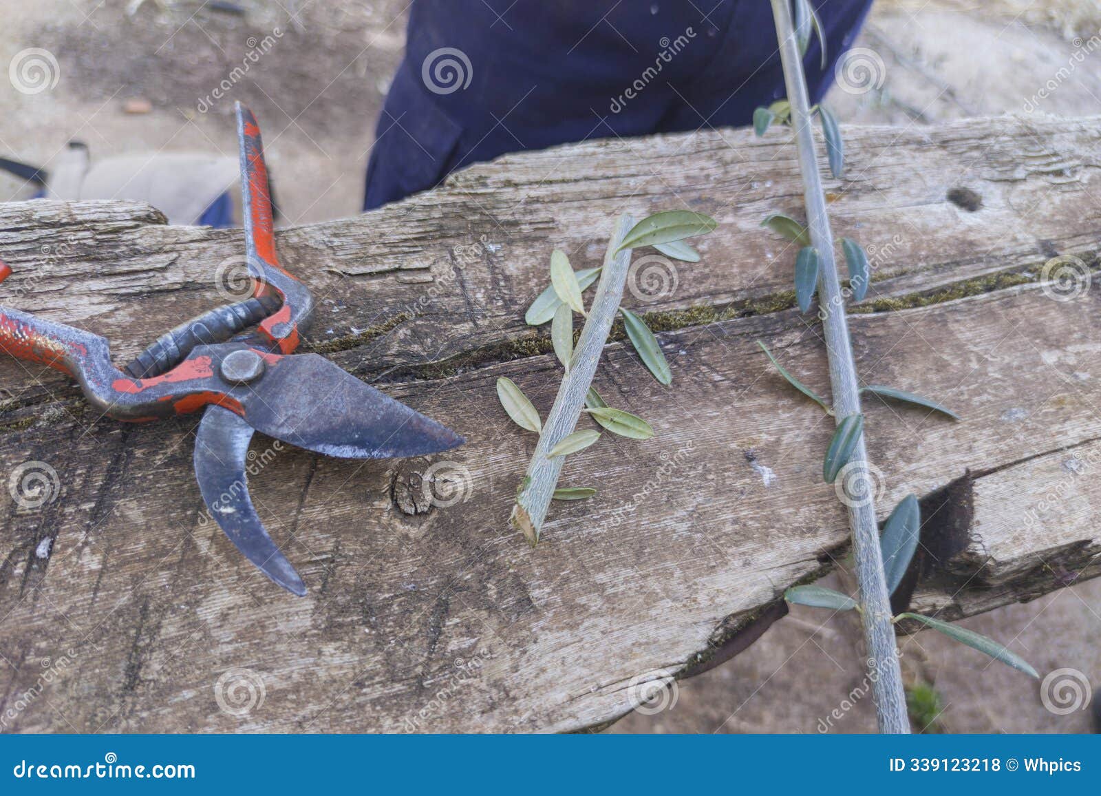 Olive tree grafting stock photo. Image of horticultural - 339123218