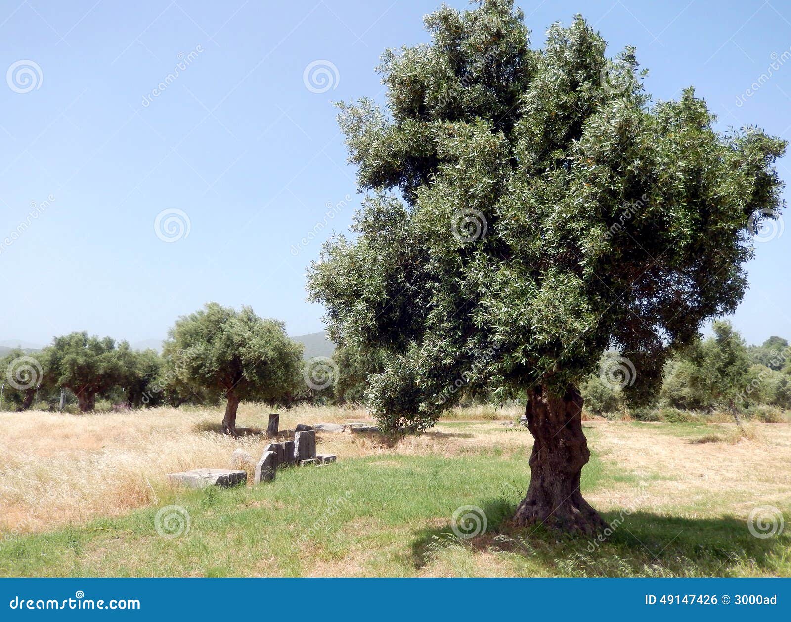 Olive tree in Greece stock photo. Image of soil, field - 49147426