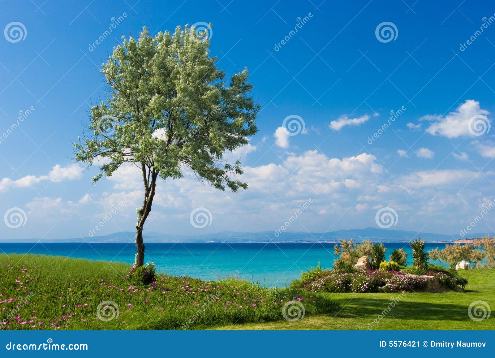 Olive Tree at the Greek Seaside Stock Image - Image of outdoors, single ...