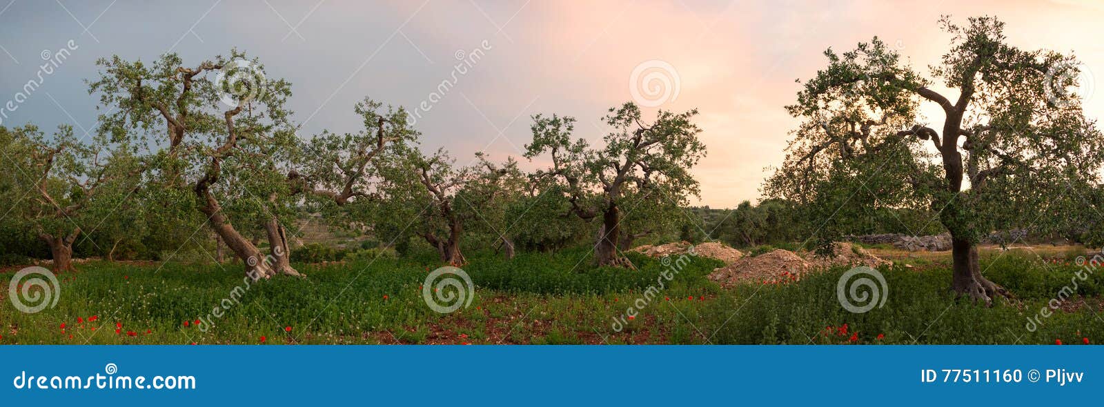 Olive tree grove panorama stock photo. Image of nature - 77511160