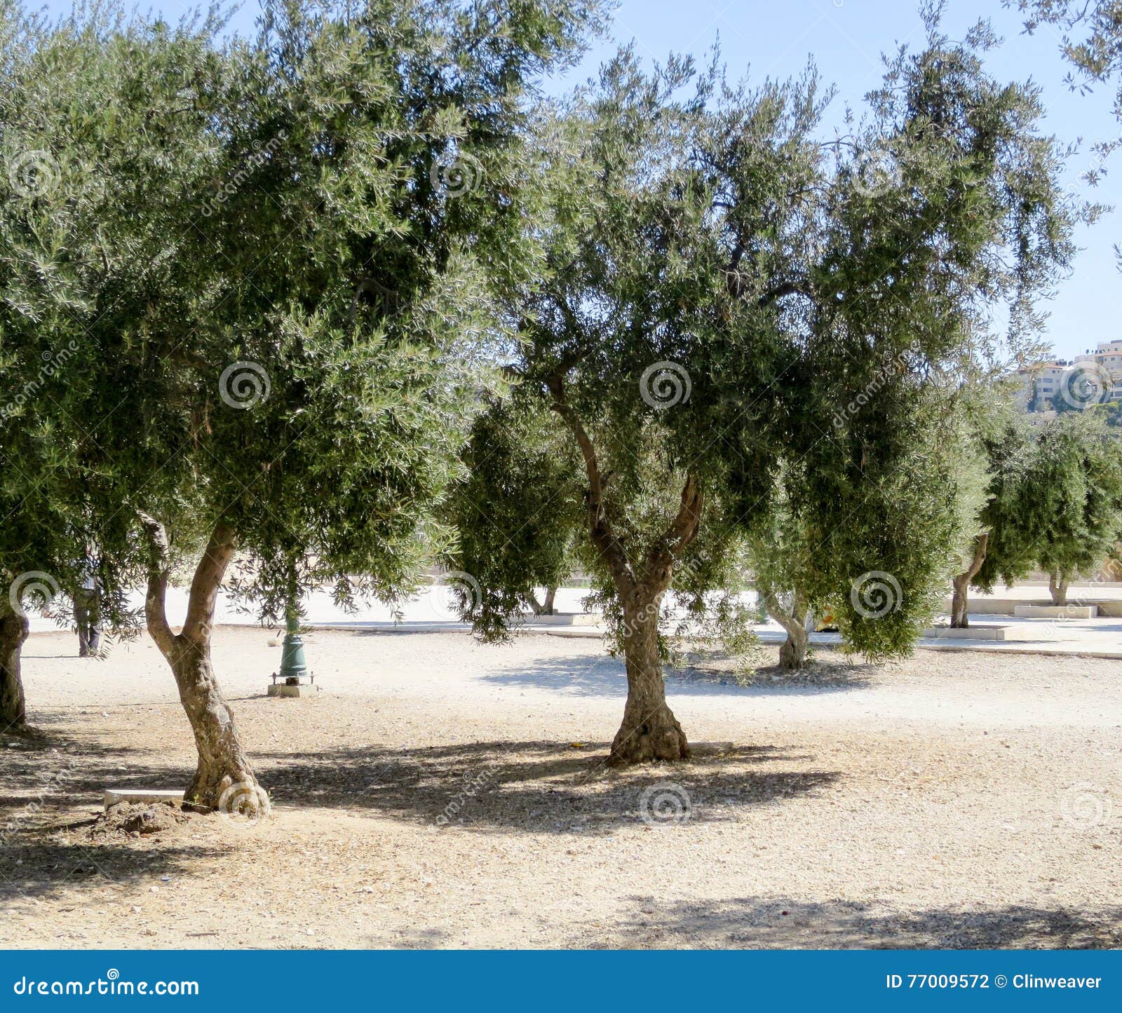 Olive Tree Grove stock photo. Image of aged, grove, small - 77009572