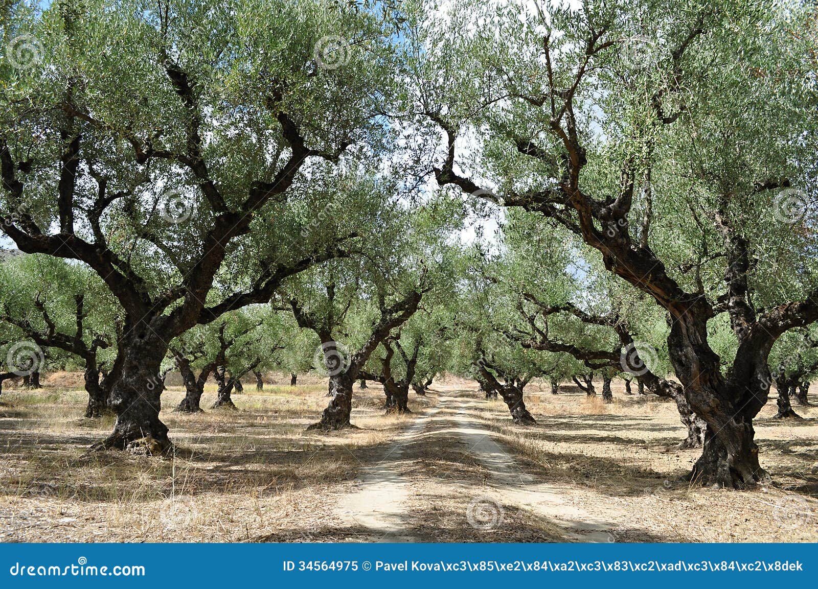 Olive tree grove stock image. Image of culture, agriculture - 34564975