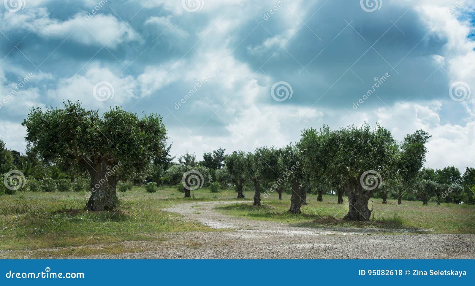 Olive Tree Grove stock photo. Image of agriculture, agricultural - 95082618