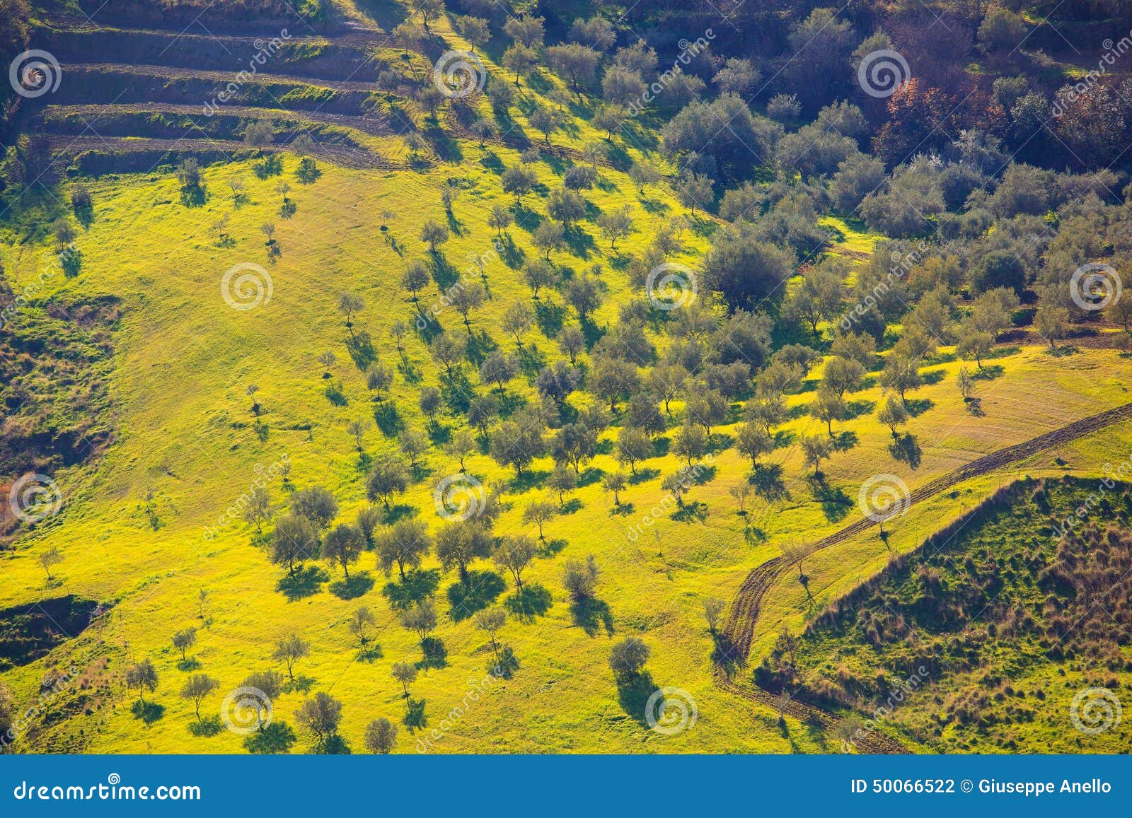 Olive tree grove stock photo. Image of field, plant, green - 50066522