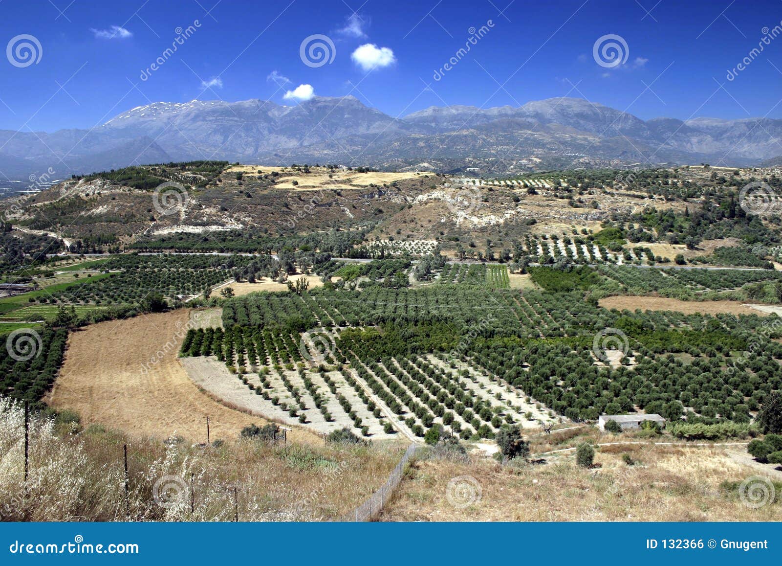Olive Tree Groves in Crete stock photo. Image of farming - 132366