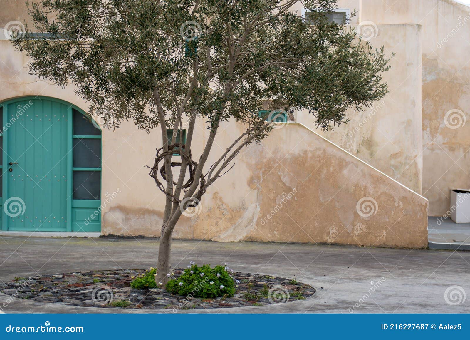 Olive Tree Growing in the Backyard. Outdoors. Stock Image - Image of ...